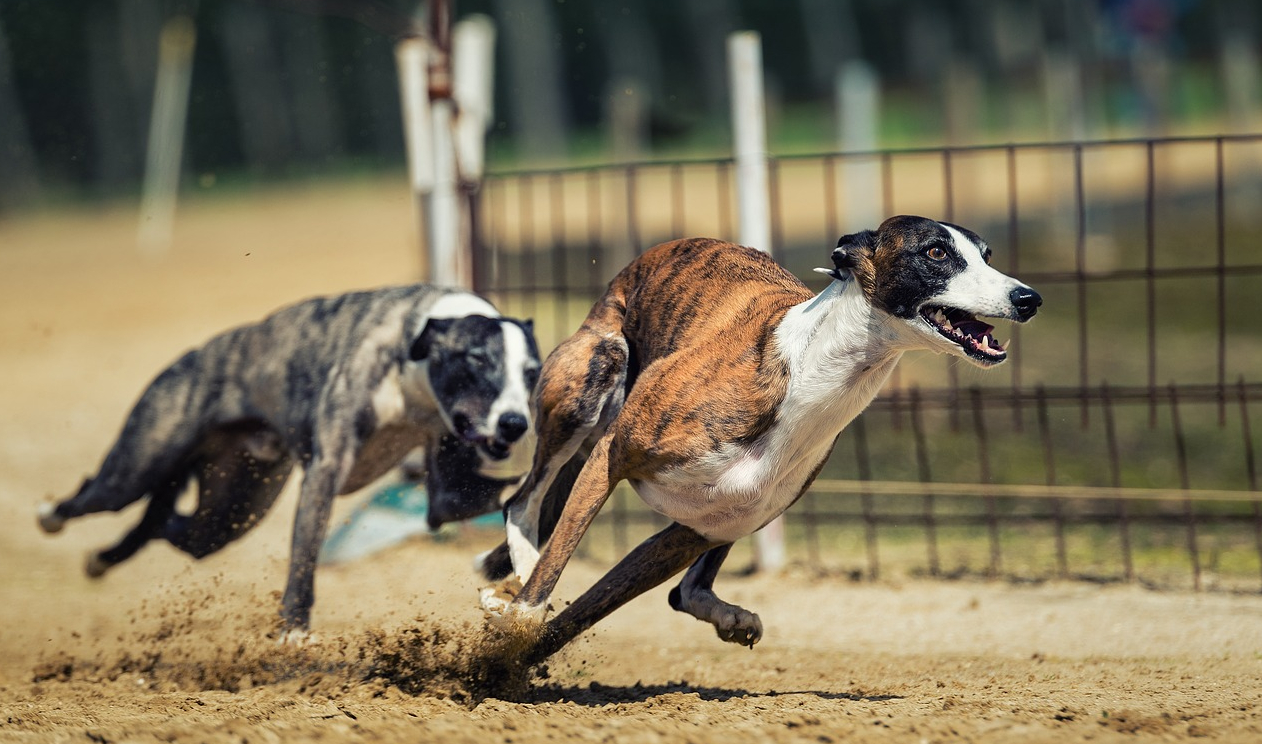 Hunderennen seit Jahresanfang in Florida verboten Hunderennen seit Jahresanfang in Florida verboten